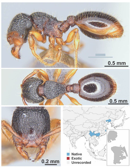 Diversity | Special Issue : Diversity, Biogeography and Community ...