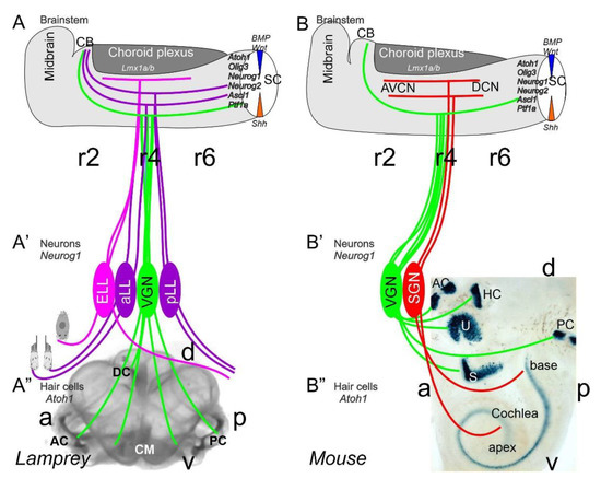 An Integrated Perspective of Evolution and Development: From Genes to Function to Ear, Lateral ...