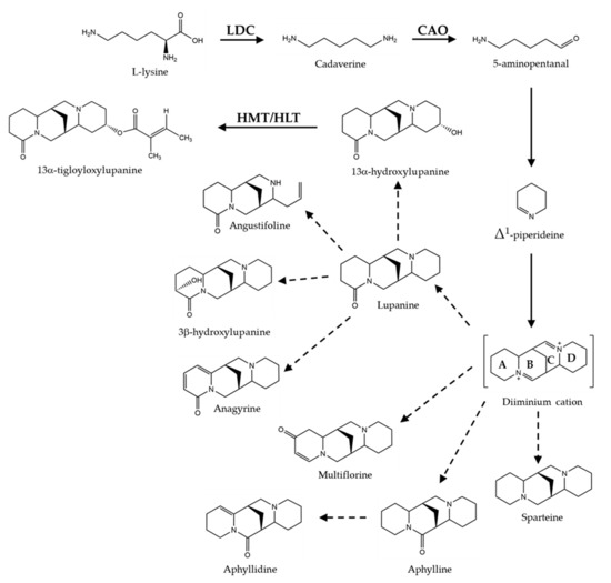 Unraveling the Biosynthesis of Quinolizidine Alkaloids Using the ...