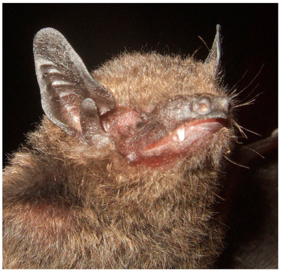 Bat Diversity in Cat Ba Biosphere Reserve, Northeastern Vietnam: A ...