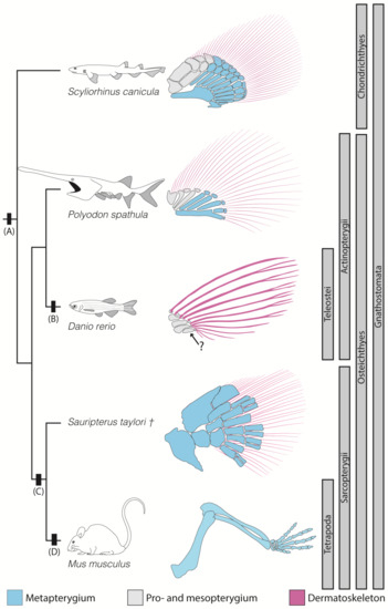 Conserved Mechanisms, Novel Anatomies: The Developmental Basis of Fin ...