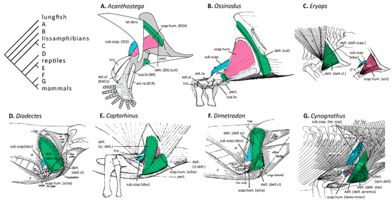 Evolution, Homology, and Development of Tetrapod Limb Muscles