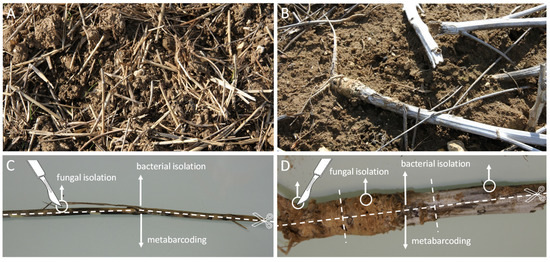 Assessing the Cultivability of Bacteria and Fungi from Arable Crop ...