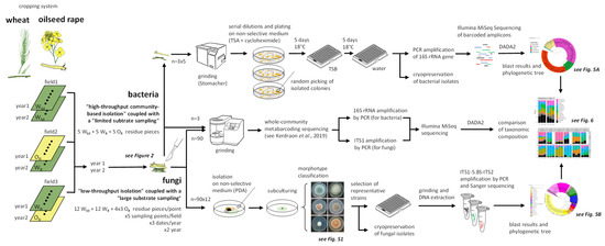 Assessing the Cultivability of Bacteria and Fungi from Arable Crop ...