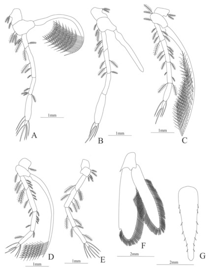 A Mysterious World Revealed: Larval-Adult Matching of Deep-Sea Shrimps ...