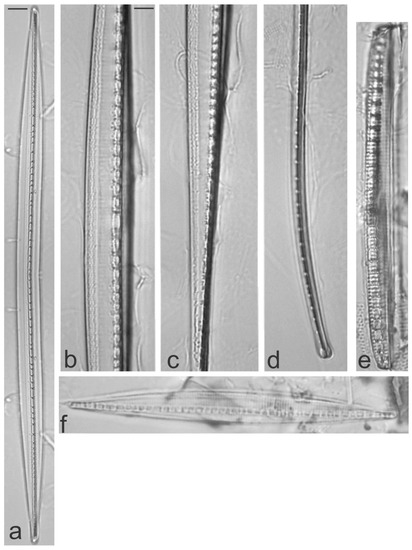 A First Estimate of Species Diversity for Benthic Diatom Assemblages ...