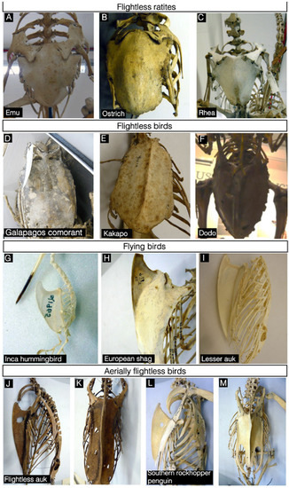 Embryonic Development of the Avian Sternum and Its Morphological ...