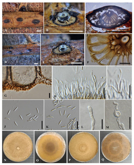 Discovery of Three Novel Cytospora Species in Thailand and Their ...