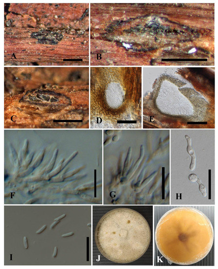 Discovery of Three Novel Cytospora Species in Thailand and Their ...