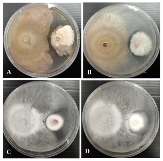 Discovery of Three Novel Cytospora Species in Thailand and Their ...