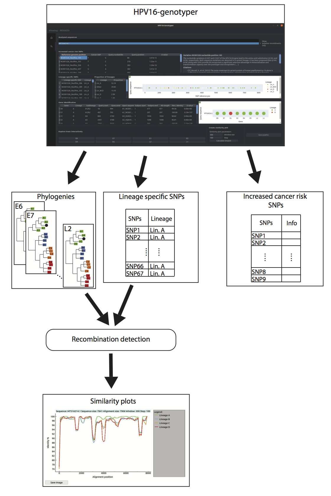 Diversity | Free Full-Text | HPV16-Genotyper: A Computational Tool for ...