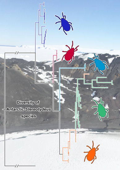 Diversity | Free Full-Text | Overlooked Species Diversity and ...