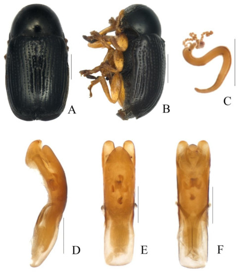 Diversity | Special Issue : Diversity and Evolution of Coleoptera