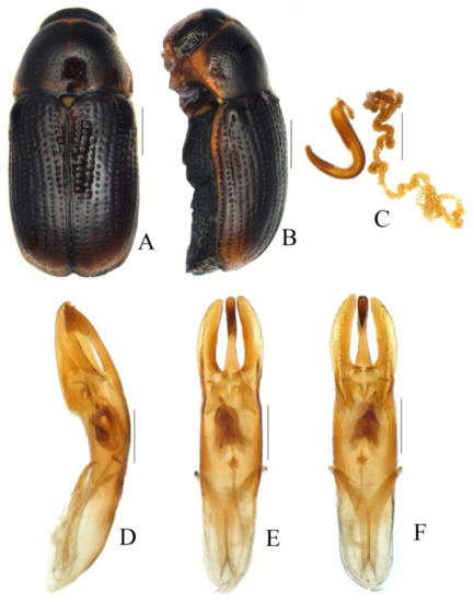 Diversity | Special Issue : Diversity and Evolution of Coleoptera