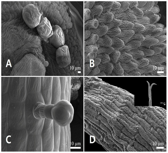Comparative Floral and Pollen Micromorphology of Leonurus japonicus and ...