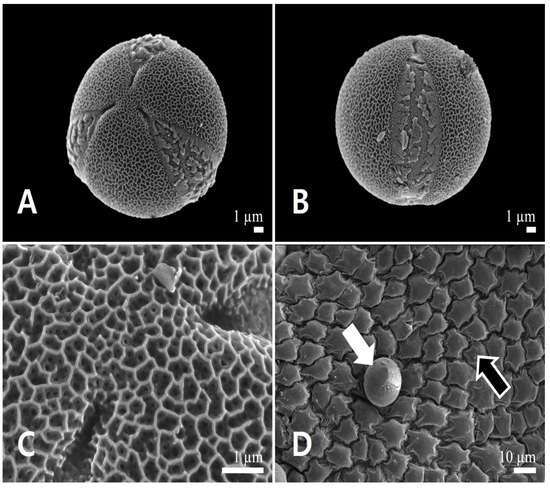 Comparative Floral and Pollen Micromorphology of Leonurus japonicus and ...