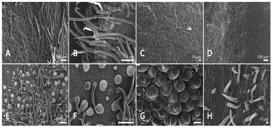 Comparative Floral and Pollen Micromorphology of Leonurus japonicus and ...