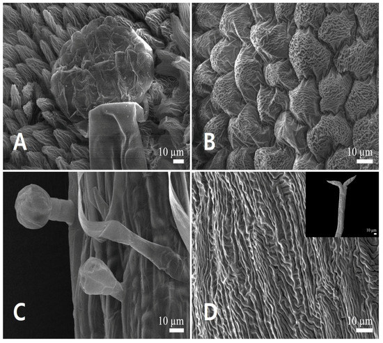 Comparative Floral and Pollen Micromorphology of Leonurus japonicus and ...