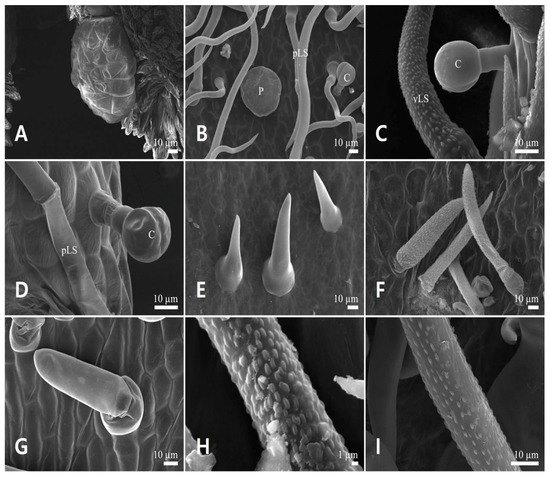 Comparative Floral and Pollen Micromorphology of Leonurus japonicus and ...