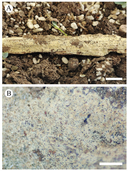 Additions to the Knowledge of Corticioid Xylodon (Schizoporaceae ...