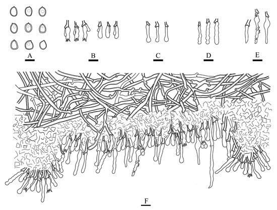 Additions to the Knowledge of Corticioid Xylodon (Schizoporaceae ...