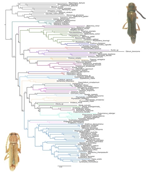Diversity | Special Issue : Diversity and Evolution of Coleoptera