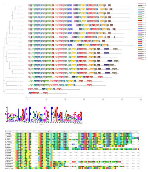 Global Characterization of XRN 5′-3′ Exoribonucleases and Their ...