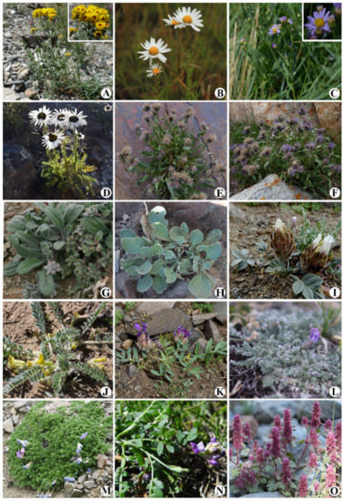 Updated Checklist of Vascular Plants Endemic to Mongolia