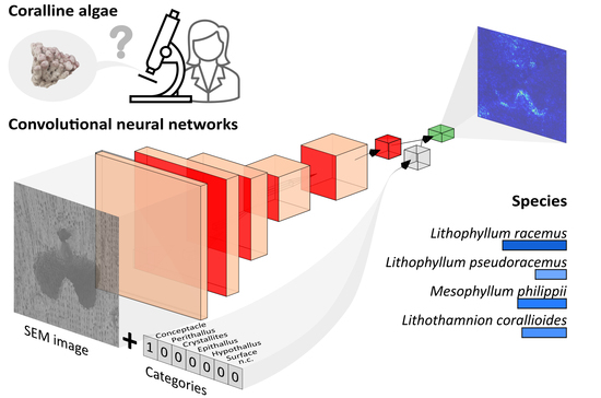 Diversity | Free Full-Text | Deep Learning Applied to SEM Images for ...