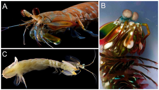 Life Cycle Of A Pea Mantis Shrimp Diagram - Infoupdate.org