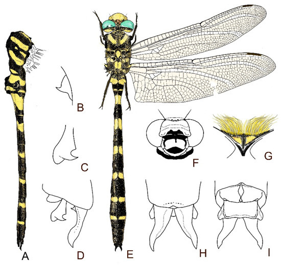 Diversity | Special Issue : Diversity, Ecology and Evolution of Odonata