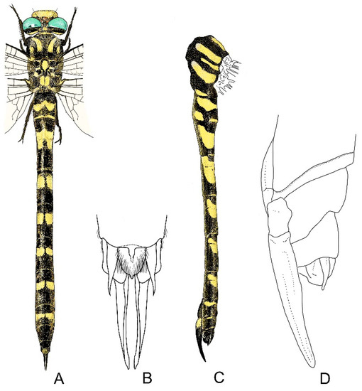 Diversity | Special Issue : Diversity, Ecology and Evolution of Odonata