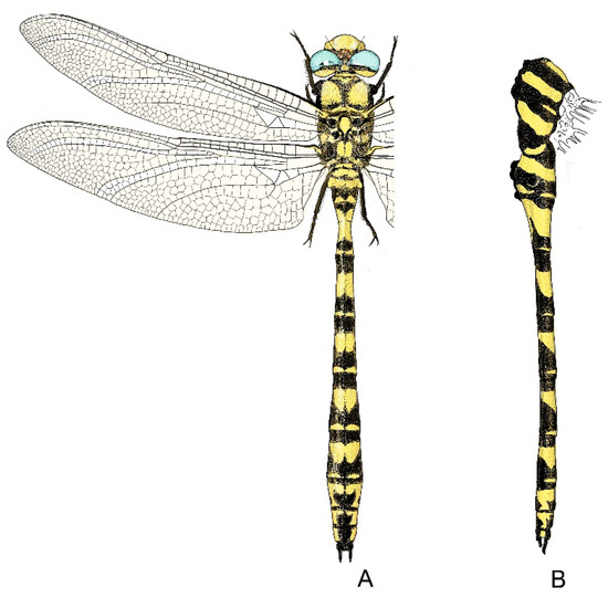 Diversity | Special Issue : Diversity, Ecology and Evolution of Odonata