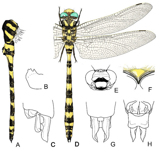 Diversity | Special Issue : Diversity, Ecology and Evolution of Odonata