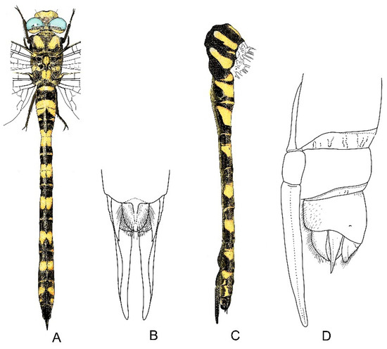 Diversity | Special Issue : Diversity, Ecology and Evolution of Odonata