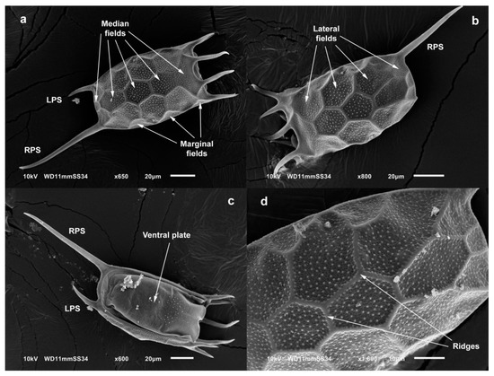 Uncovering Hidden Diversity: Three New Species of the Keratella Genus ...