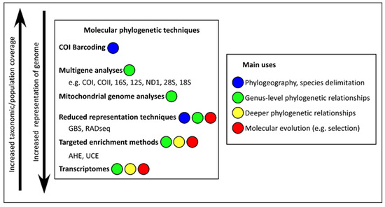 Perspectives in Earthworm Molecular Phylogeny: Recent Advances in ...