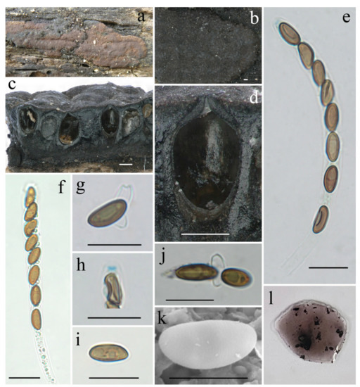 Multi-Gene Phylogeny and Taxonomy of Hypoxylon (Hypoxylaceae ...