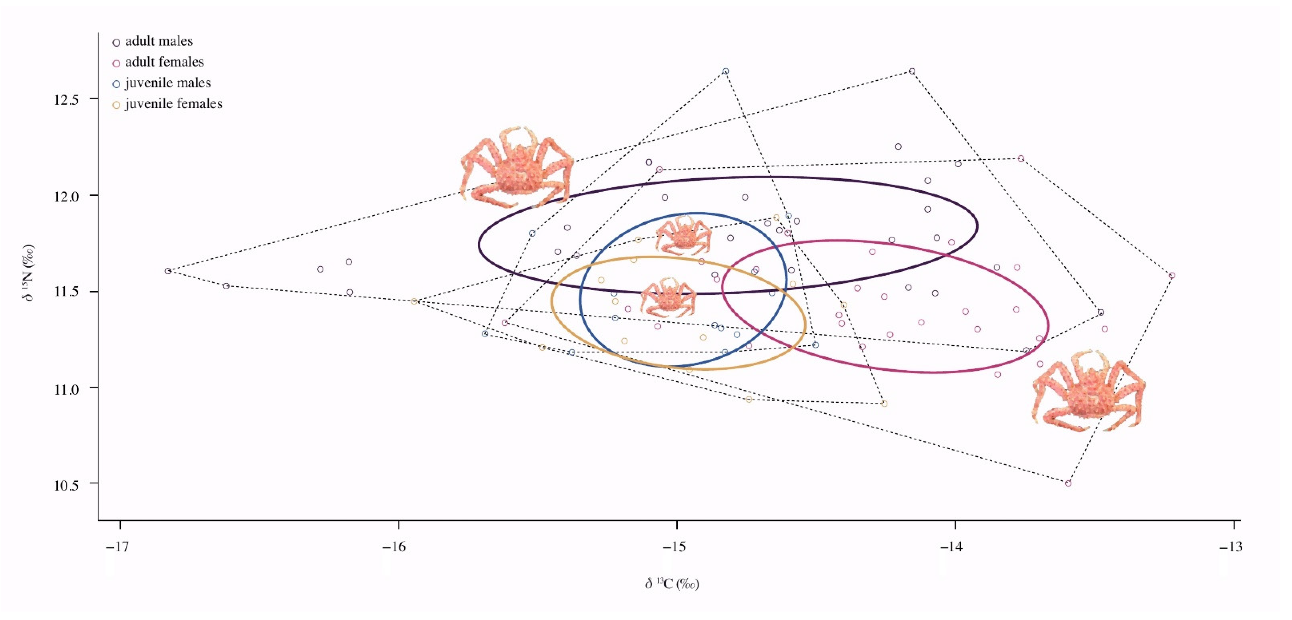 Trophic Niche Dynamics and Diet Partitioning of King Crab Lithodes ...