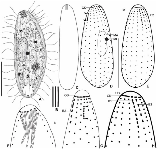 Morphology and Molecular Phylogeny of Fuscheriides baugilensis sp. nov ...