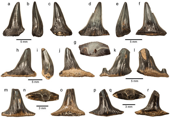 Diversity Patterns of Late Jurassic Chondrichthyans: New Insights from ...