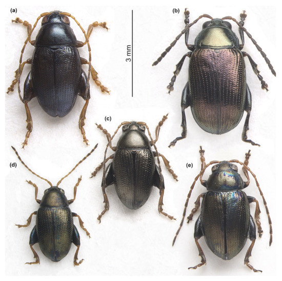 Diversity | Special Issue : Diversity and Evolution of Coleoptera