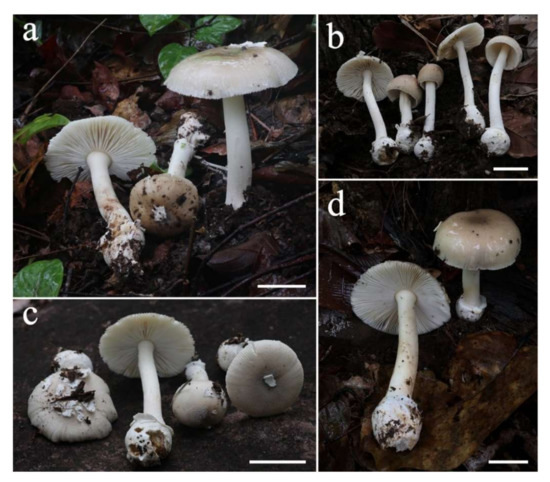 Two New Amanita Species in Section Amanita from Thailand