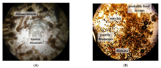 Feeding Behavior, Shrinking, and the Role of Mucus in the Cannonball ...