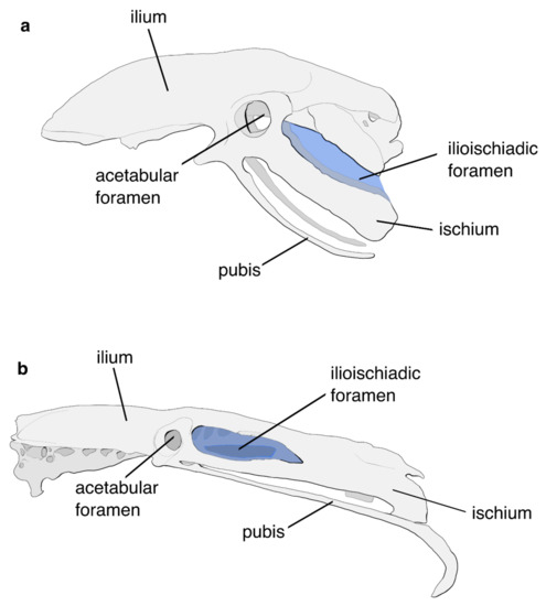 The Evolution and Fossil Record of Palaeognathous Birds (Neornithes ...