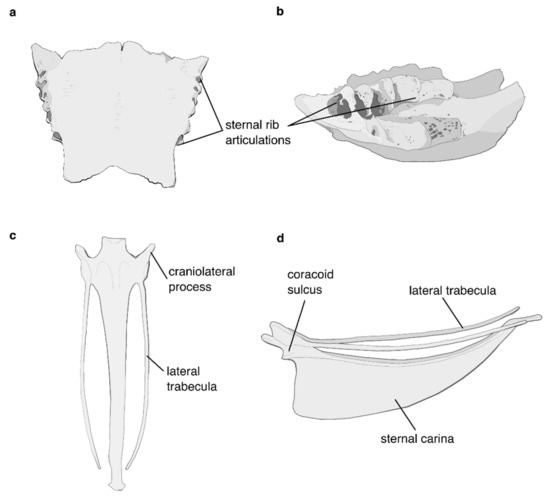 The Evolution and Fossil Record of Palaeognathous Birds (Neornithes ...