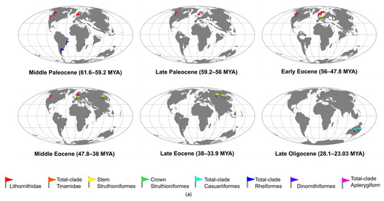 The Evolution and Fossil Record of Palaeognathous Birds (Neornithes ...