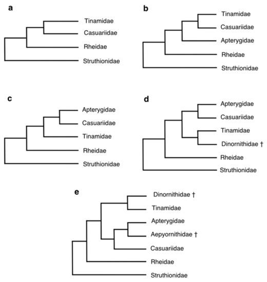 The Evolution and Fossil Record of Palaeognathous Birds (Neornithes ...