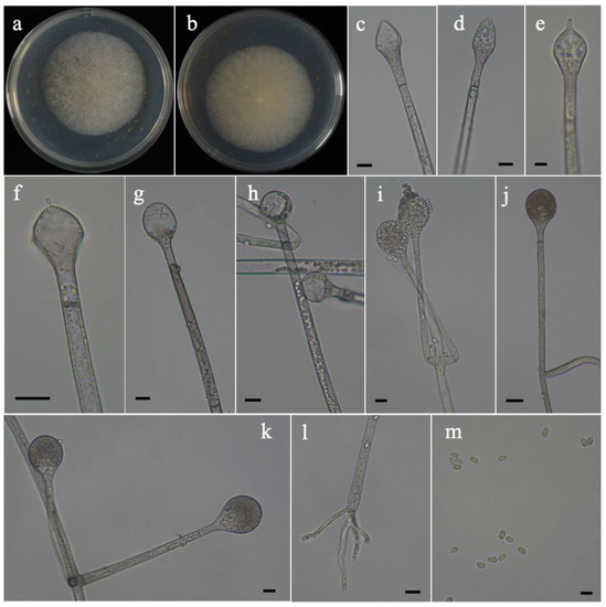 Three New Species of Absidia (Mucoromycota) from China Based on ...