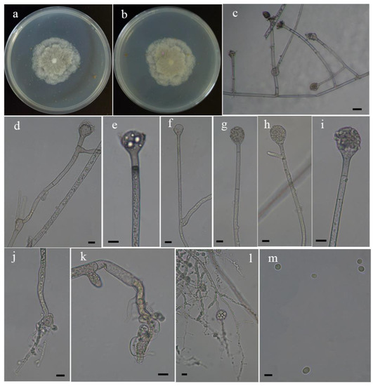 Three New Species of Absidia (Mucoromycota) from China Based on ...
